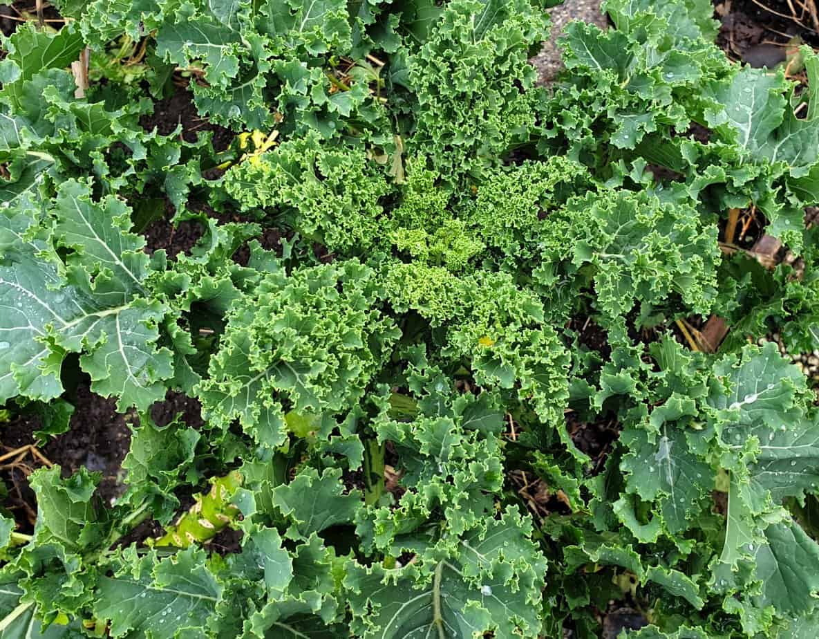 Een bijzonder jaar - Diana's mooie moestuin