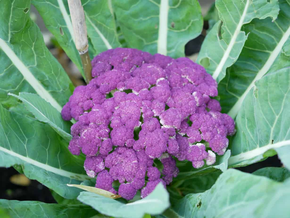 Broccoli - Diana's mooie moestuin