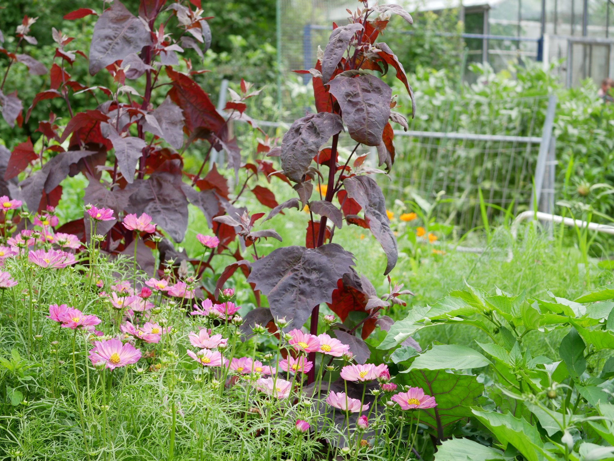 Tuinmelde - Diana's mooie moestuin