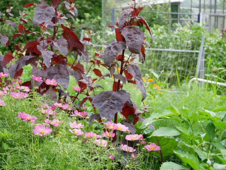 Tuinmelde - Diana's mooie moestuin