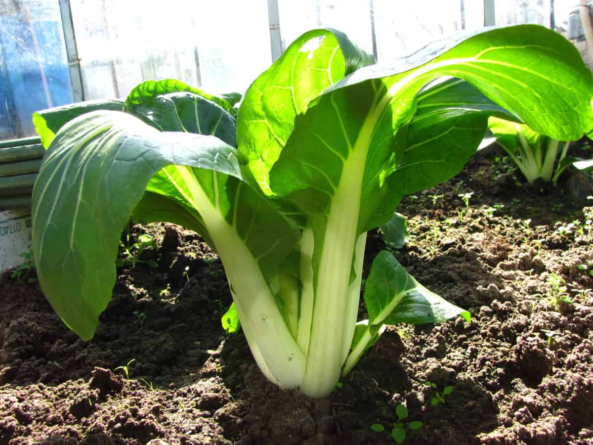 Paksoi - Diana's mooie moestuin