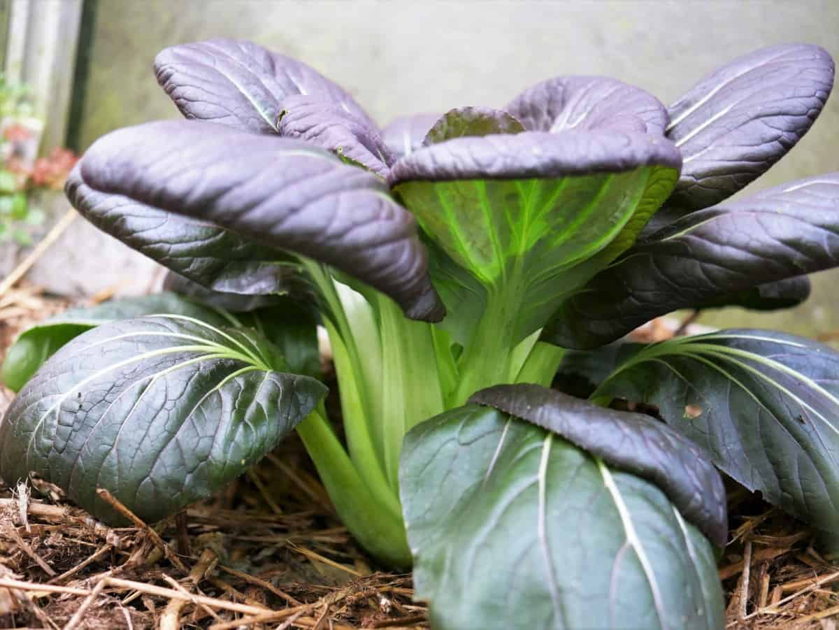 Paksoi - Diana's mooie moestuin