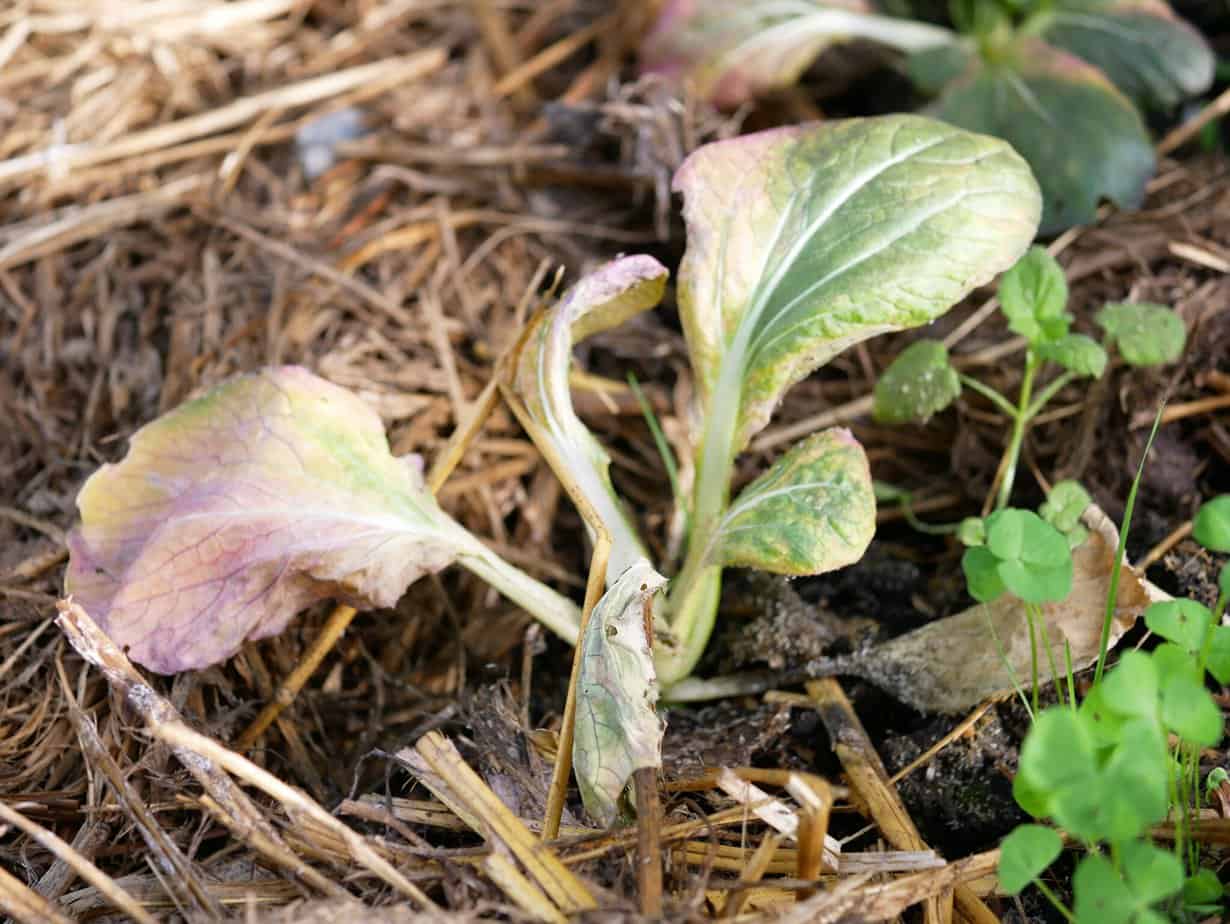 De winterkas in 2022 - Diana's mooie moestuin