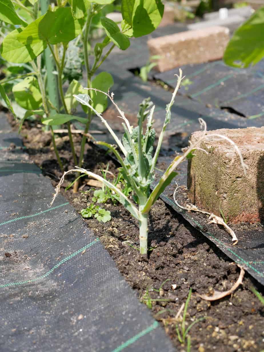 Gedeelde smart... - Diana's mooie moestuin