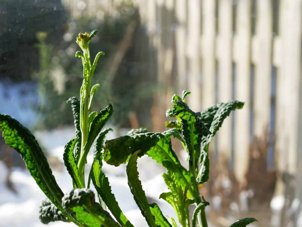 Leuk geprobeerd - Diana's mooie moestuin
