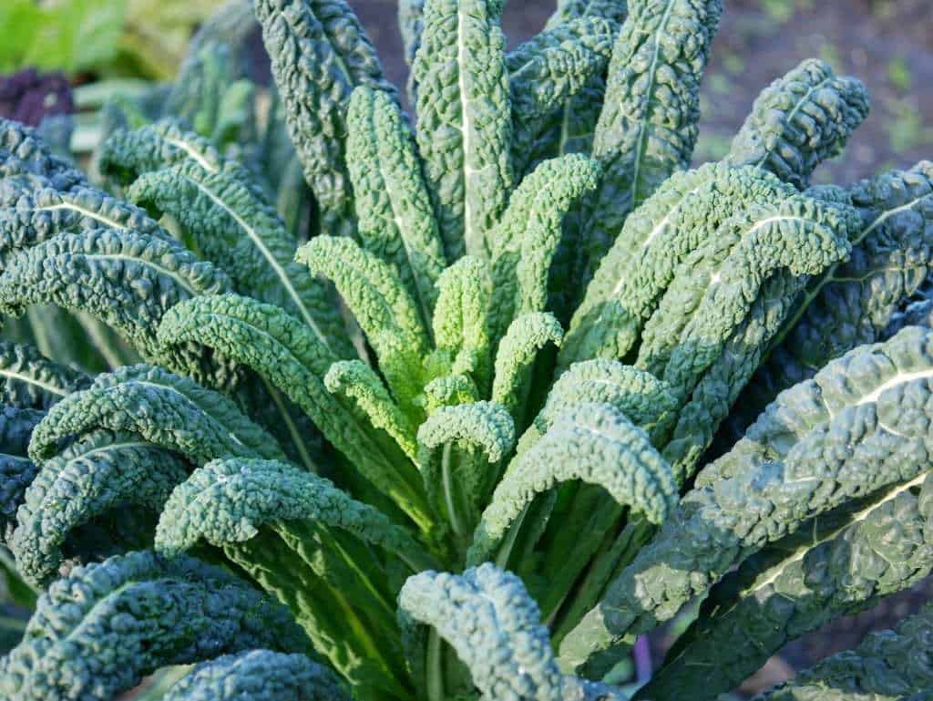 Palmkool - Diana's mooie moestuin