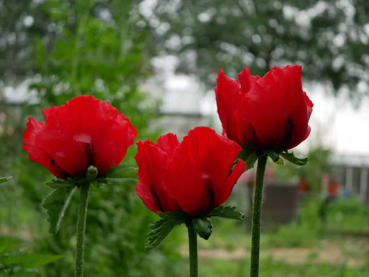 Leuk en minder leuk - Diana's mooie moestuin