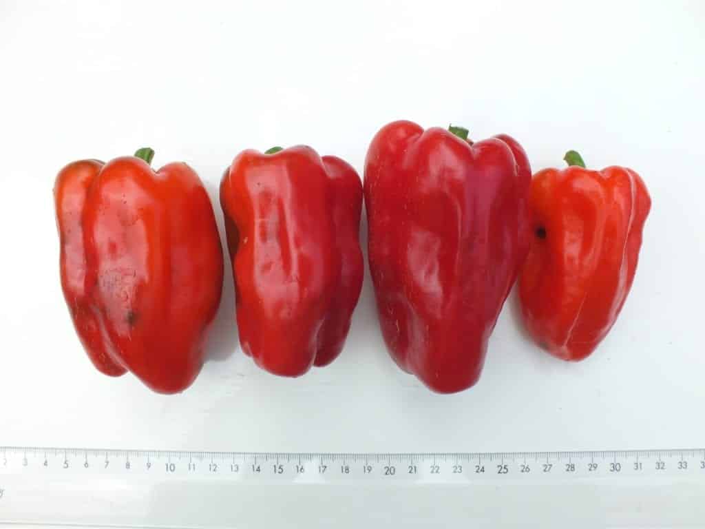 Paprika's - Diana's mooie moestuin