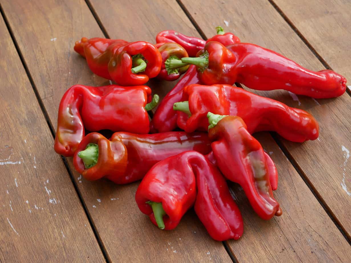 Gentle Giant Goliath - Diana's mooie moestuin