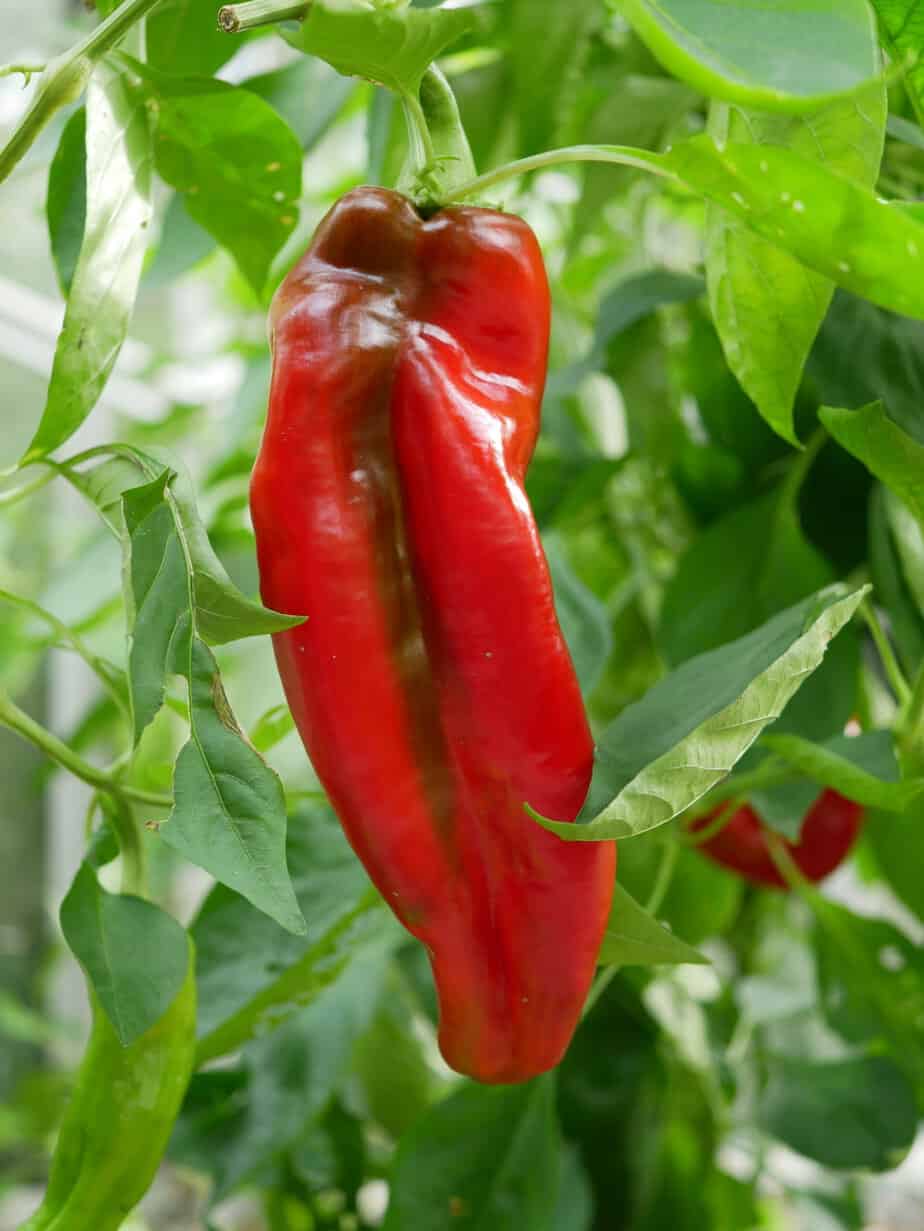 Gentle Giant Goliath - Diana's mooie moestuin