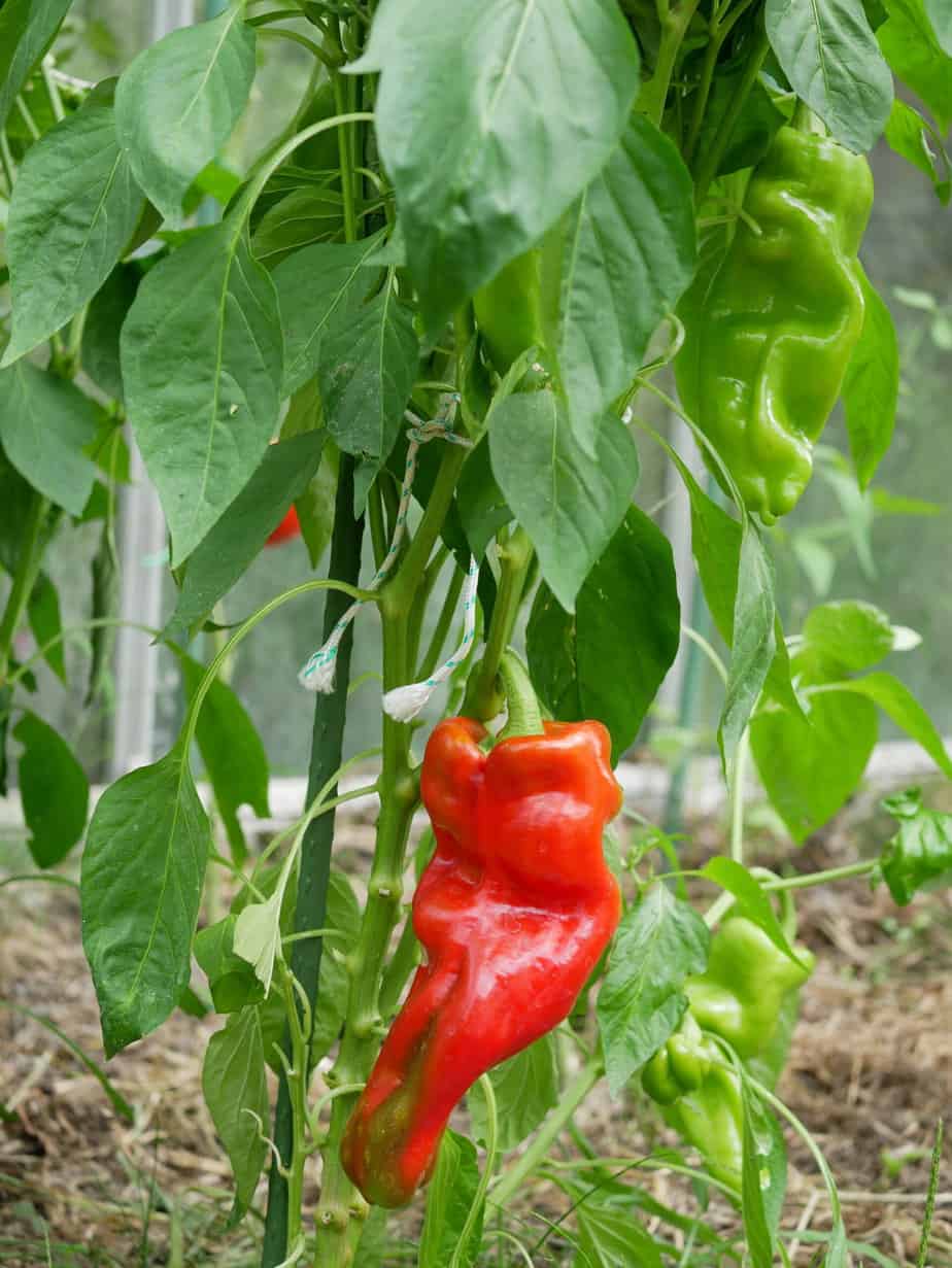 Gentle Giant Goliath - Diana's mooie moestuin