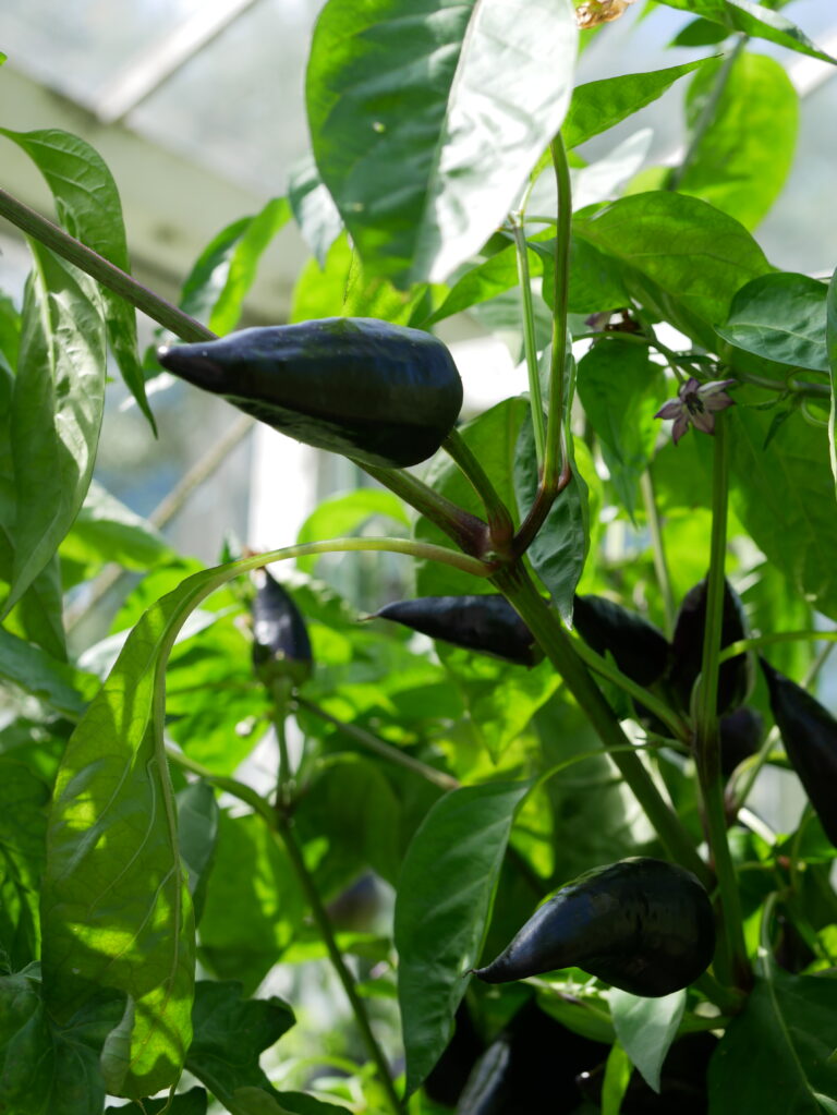 Verschil in paprika's - Diana's mooie moestuin