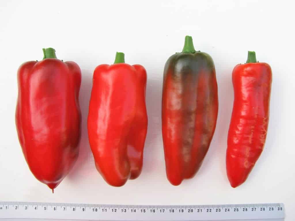 Paprika's - Diana's mooie moestuin