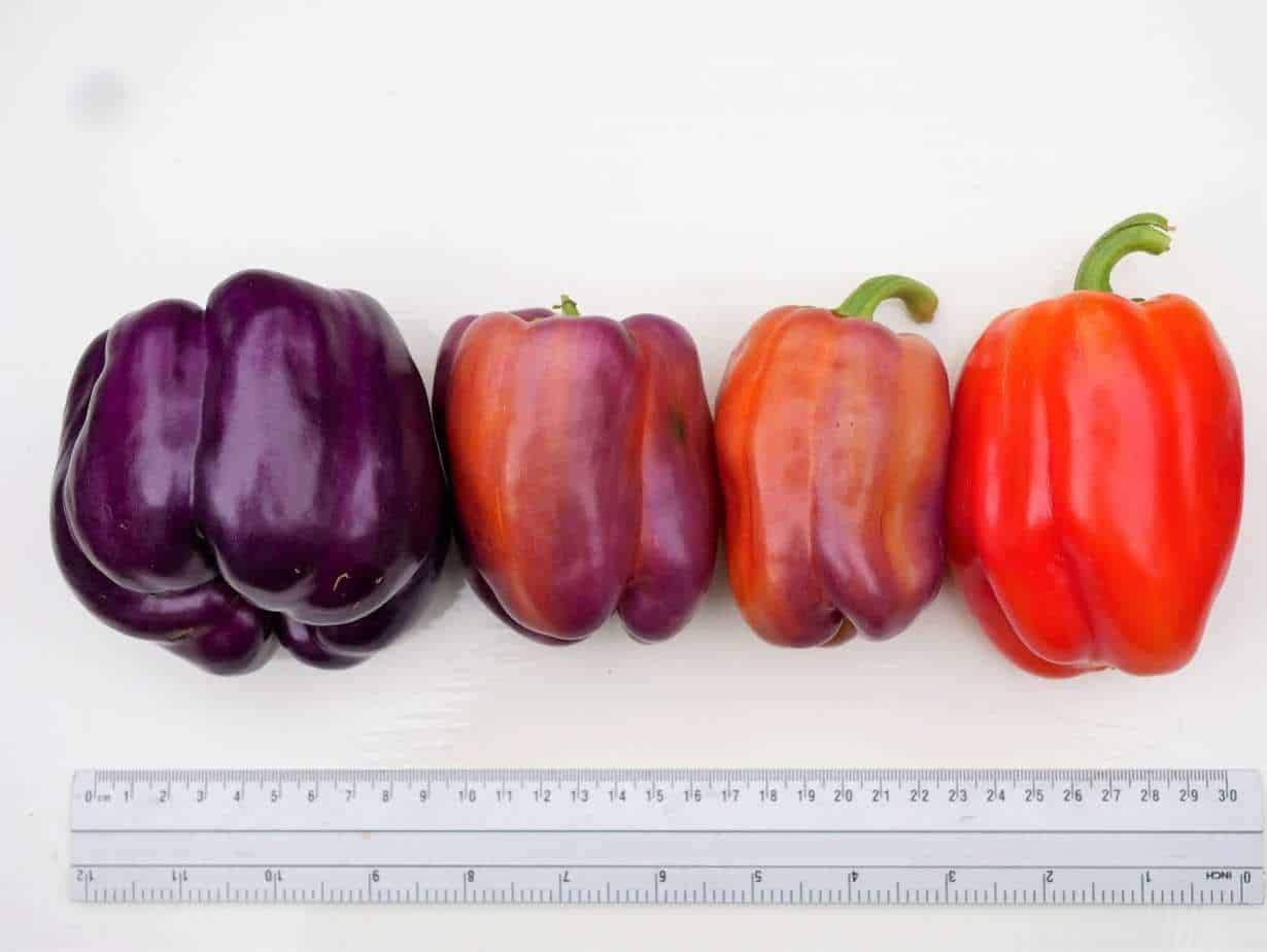 Paprika's - Diana's mooie moestuin