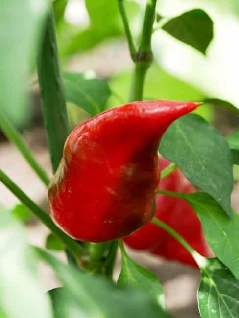 Kaboutermutsenpaprika - Diana's mooie moestuin