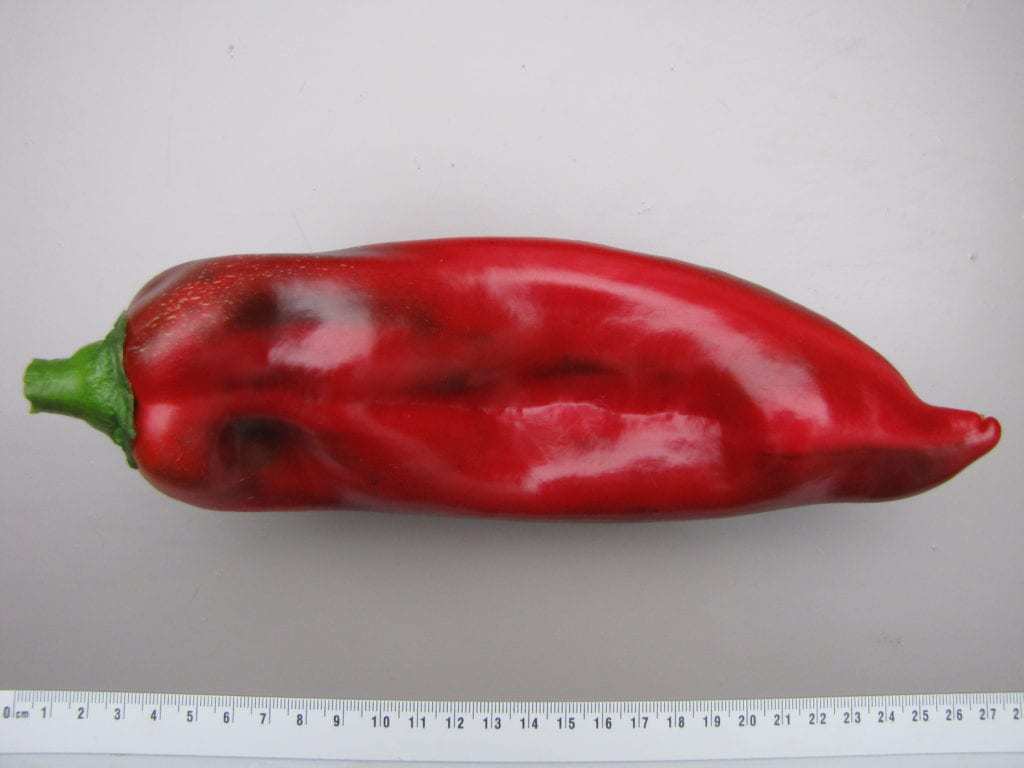 Paprika's - Diana's mooie moestuin