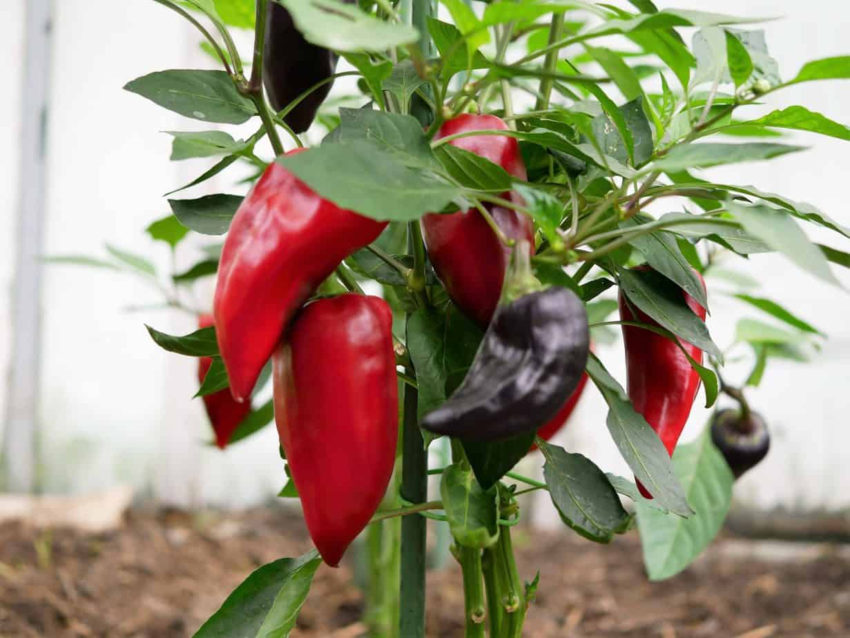 Macho - Diana's mooie moestuin