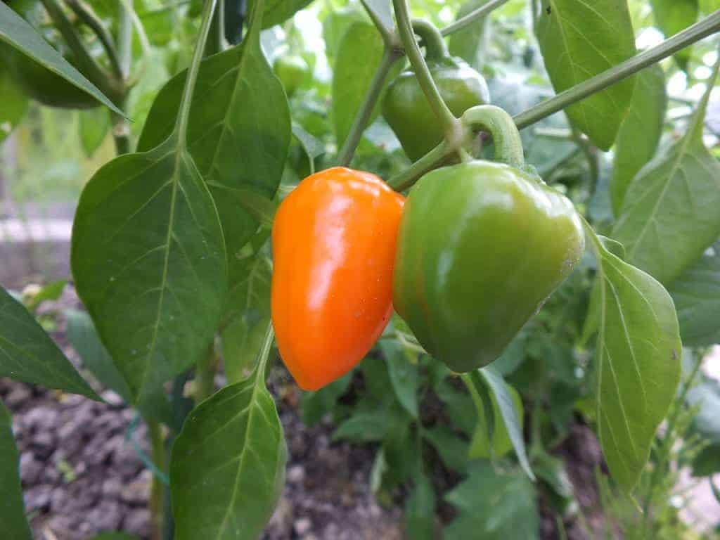 Paprika's - Diana's mooie moestuin