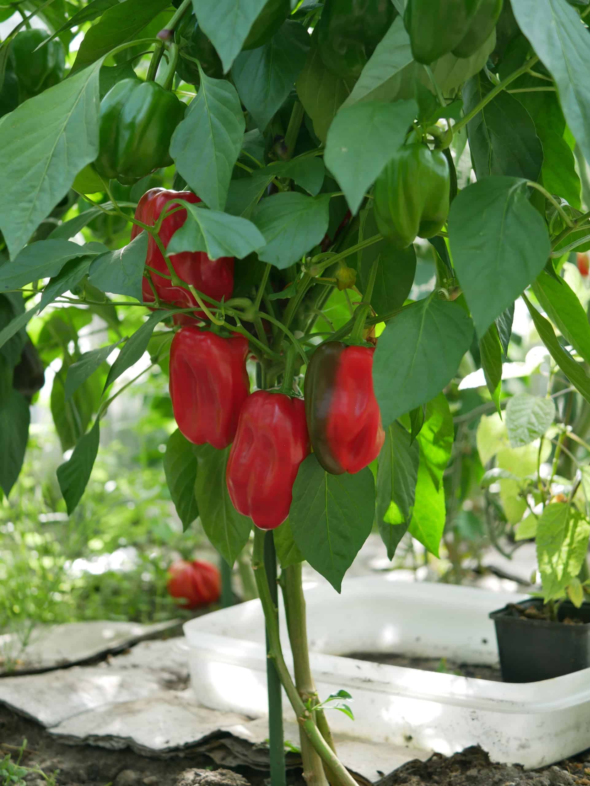 Heet - Diana's mooie moestuin