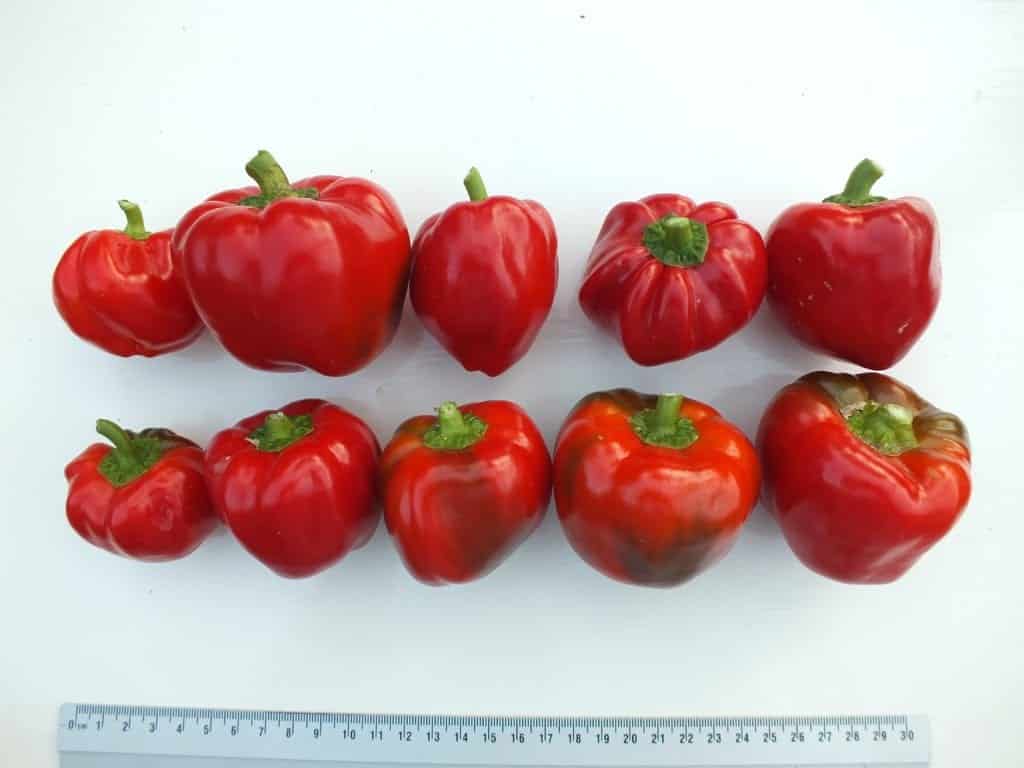 Red Cheese - Diana's mooie moestuin