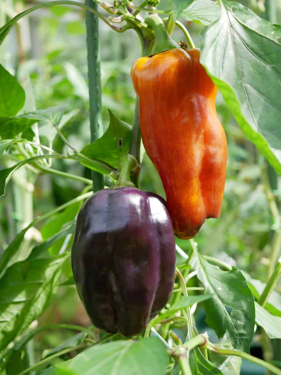 Reychela - Diana's mooie moestuin