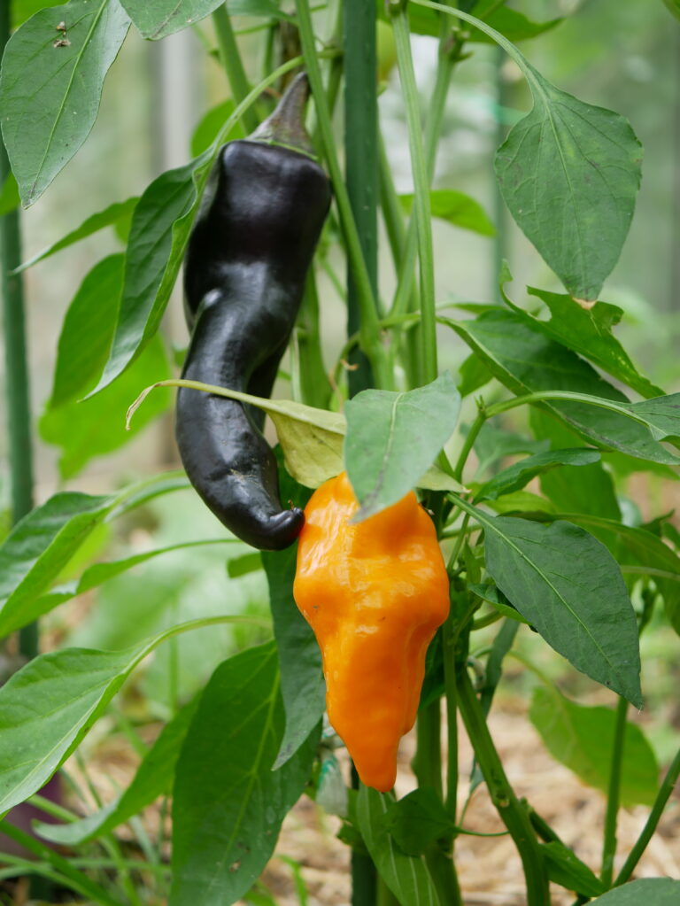 Reychela - Diana's mooie moestuin