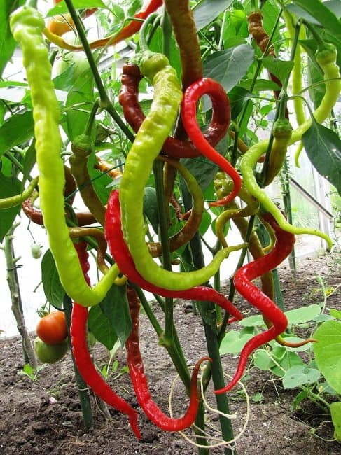 Paprika - Diana's mooie moestuin