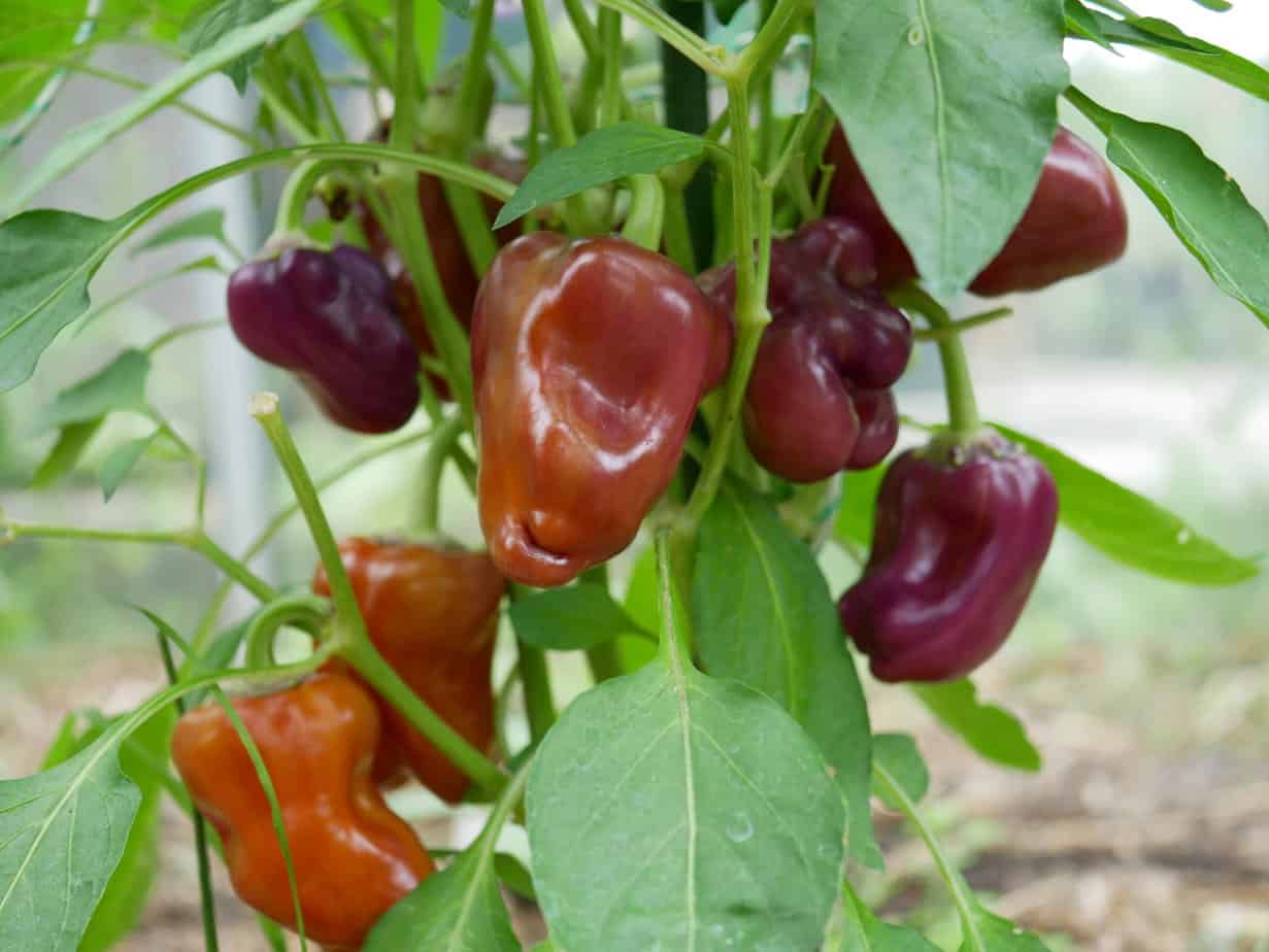 Violgo - Diana's mooie moestuin