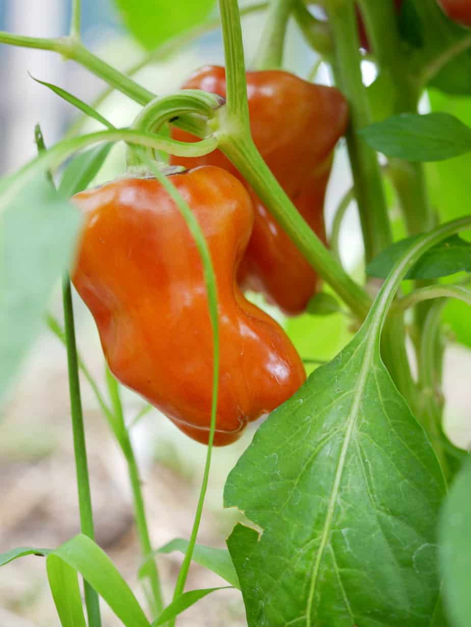 Violgo - Diana's mooie moestuin
