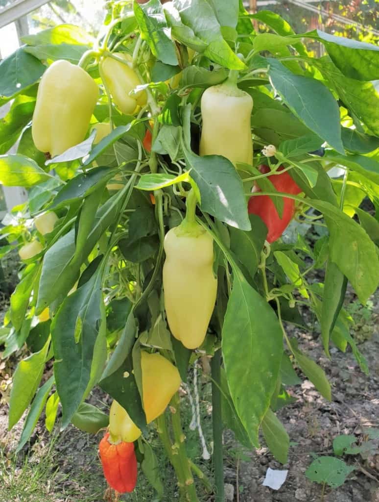 Zorza - Diana's mooie moestuin