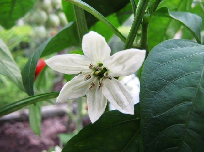 Paprika - Diana's mooie moestuin