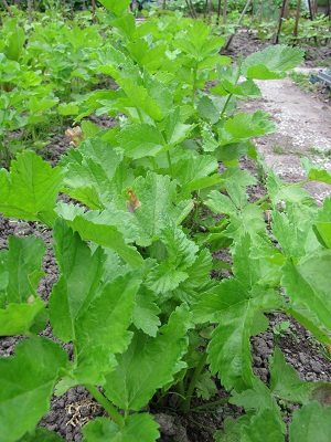 Pastinaak | Diana's mooie moestuin