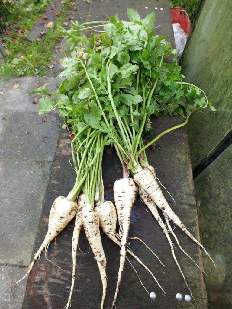 Pastinaak - Diana's mooie moestuin