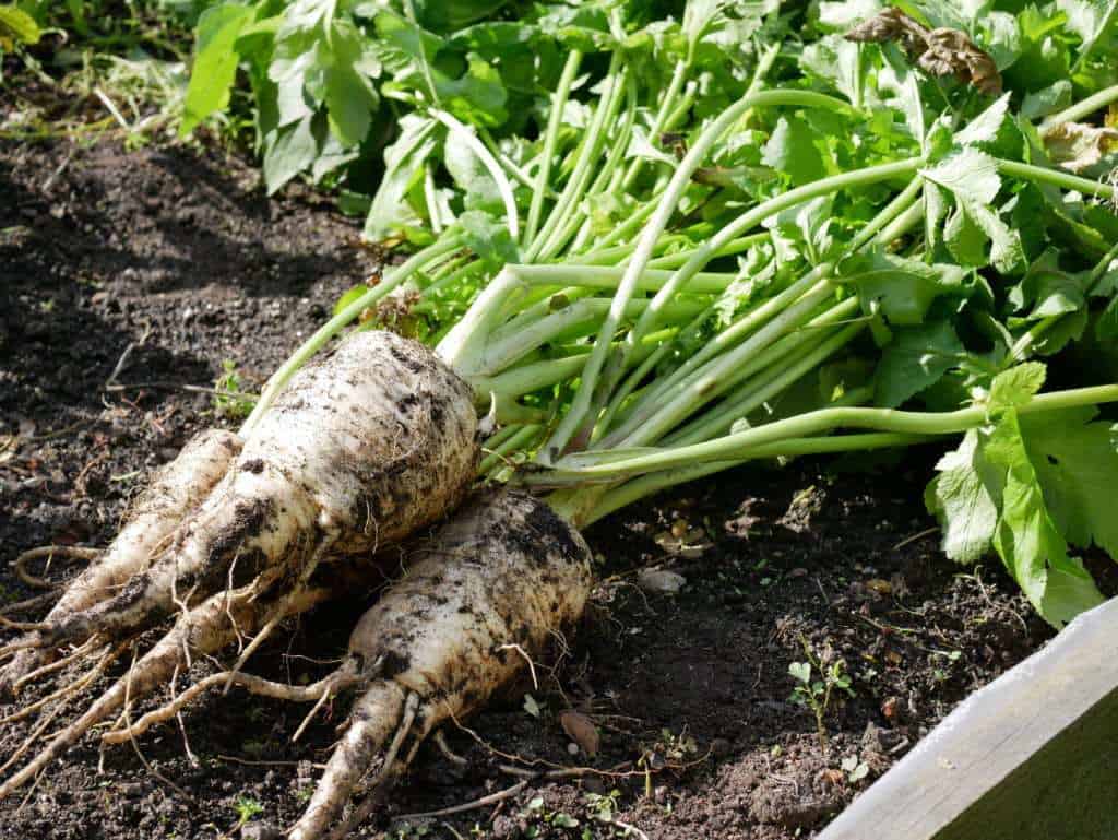 Pastinaak - Diana's mooie moestuin