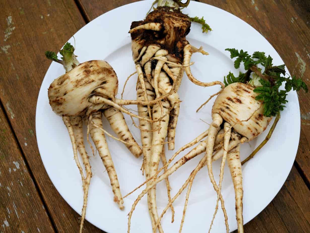 Pastinaak - Diana's mooie moestuin