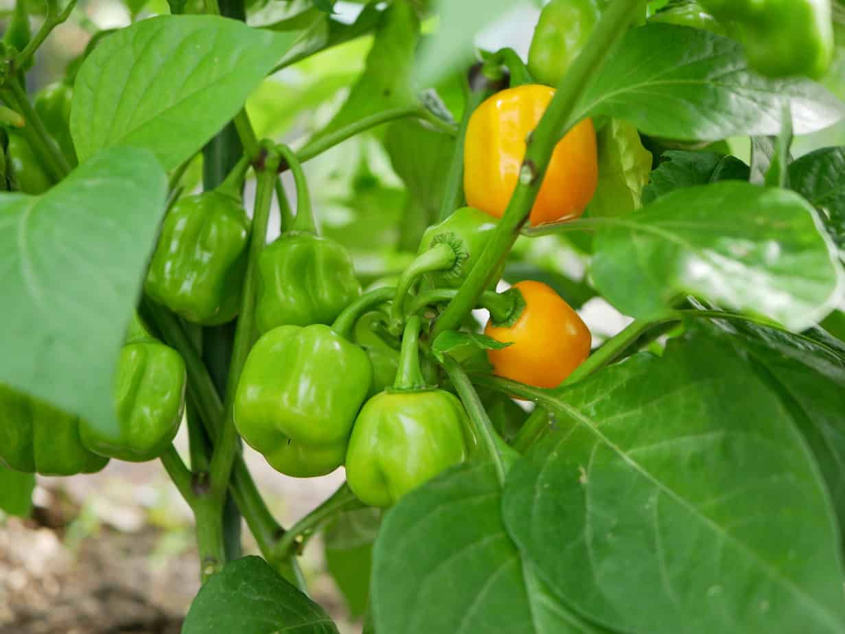 Aji Jobito - Diana's mooie moestuin