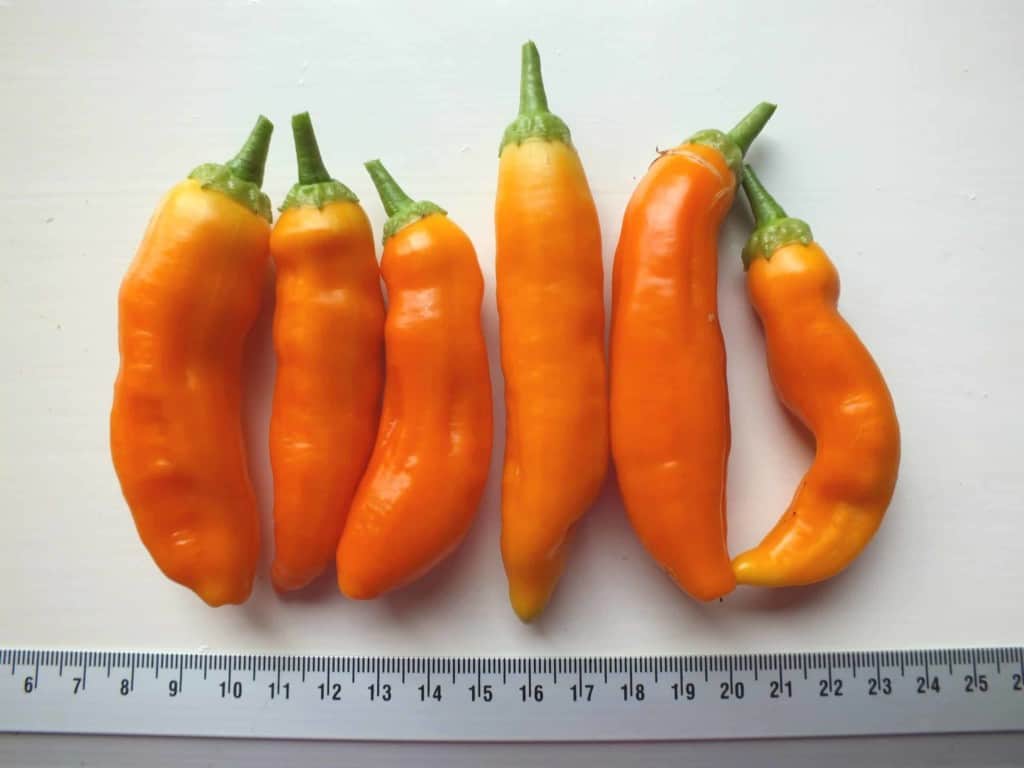 Pepers - Diana's mooie moestuin