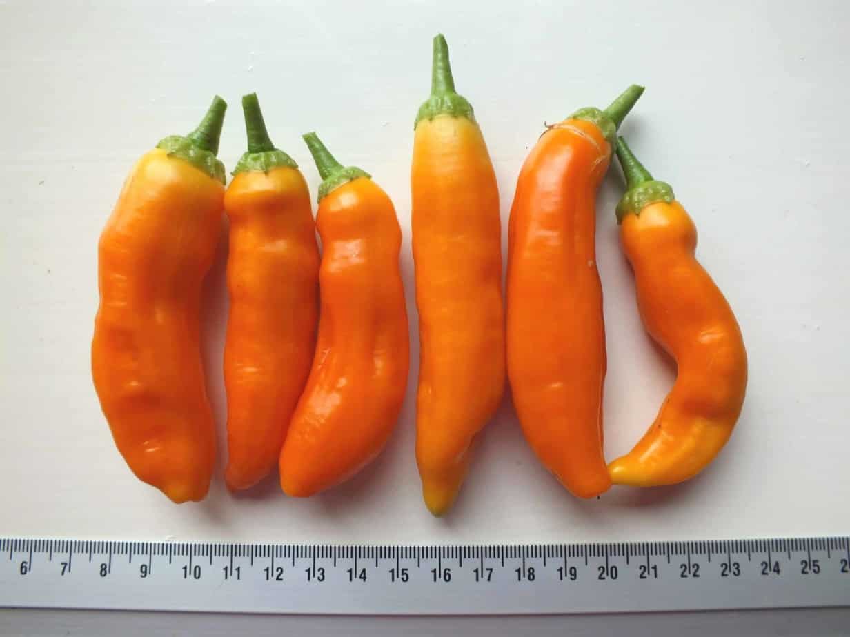 Pepers - Diana's mooie moestuin