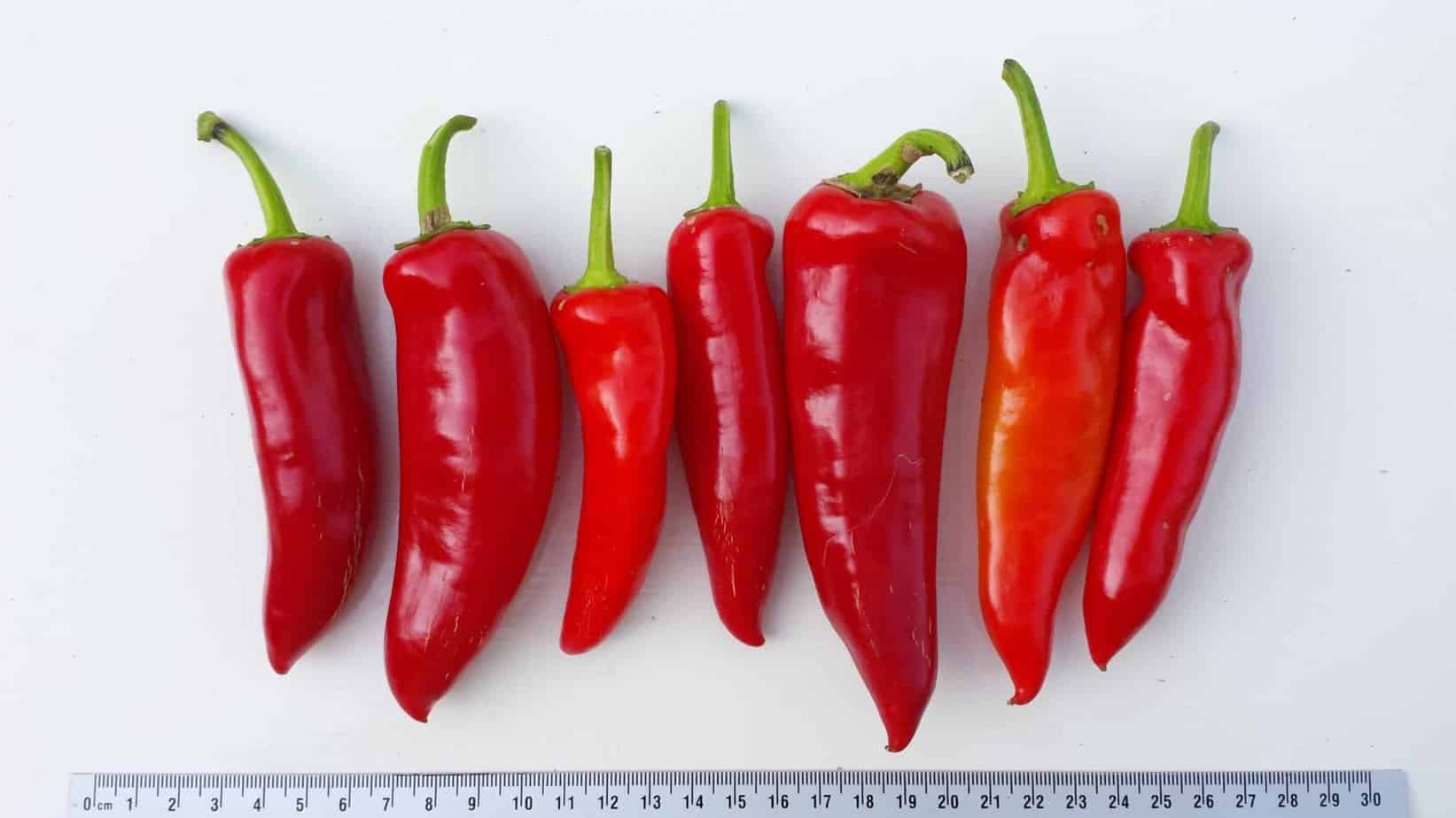 Pepers - Diana's mooie moestuin