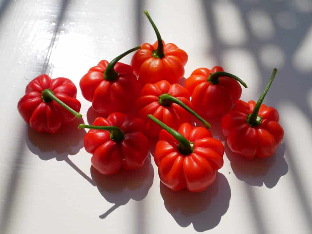 Pepers - Diana's mooie moestuin