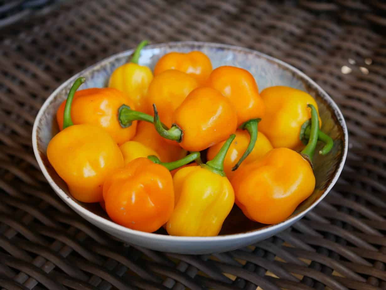 Pepers - Diana's mooie moestuin