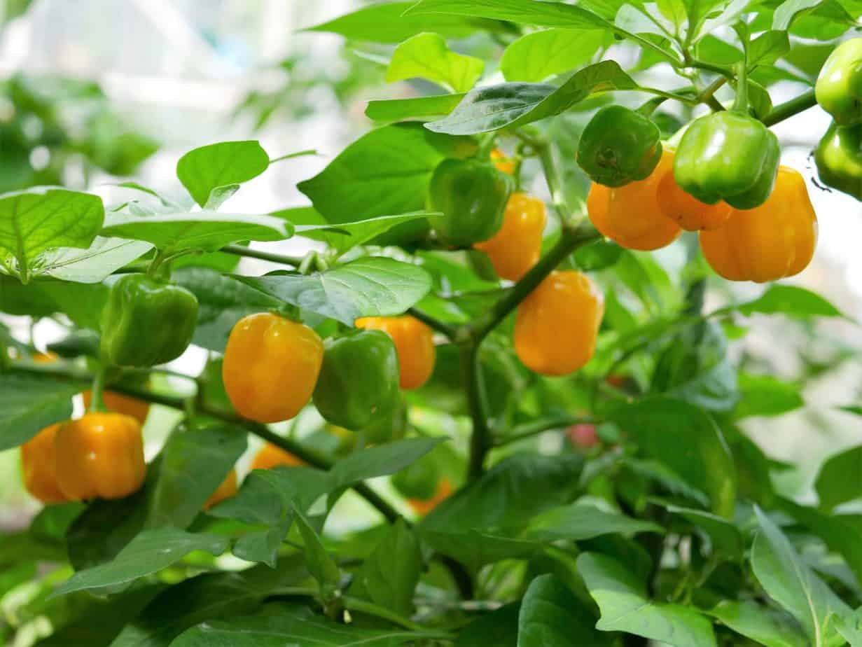 Peper - Diana's mooie moestuin