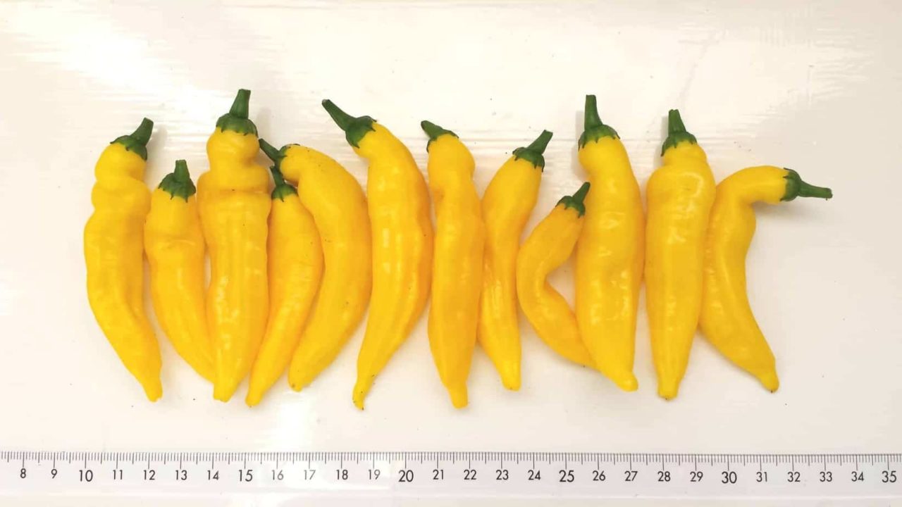 Pepers - Diana's mooie moestuin