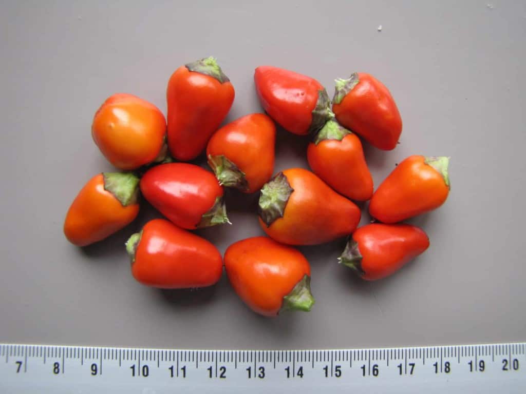 Pepers - Diana's mooie moestuin