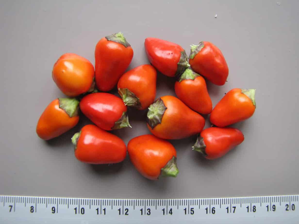 Pepers - Diana's mooie moestuin