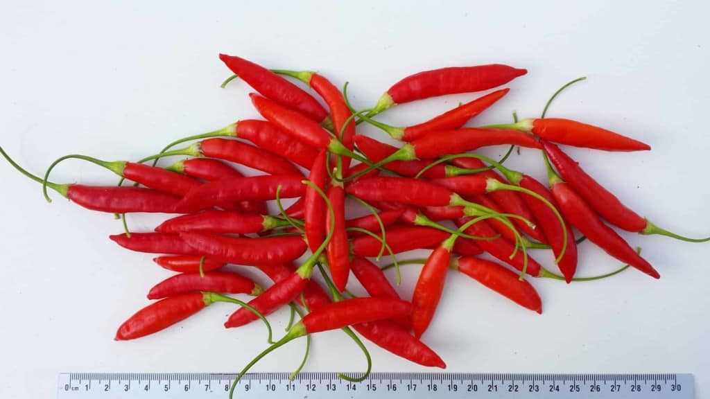 Pepers - Diana's mooie moestuin