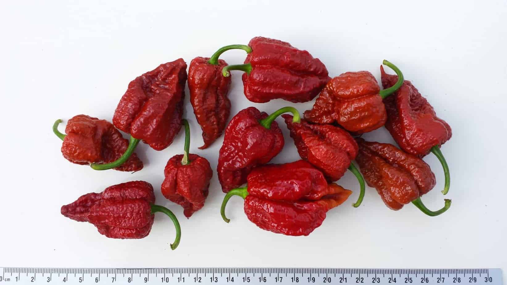 Peper - Diana's mooie moestuin