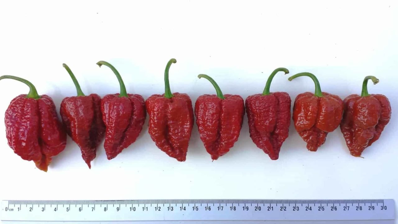 Pepers - Diana's mooie moestuin