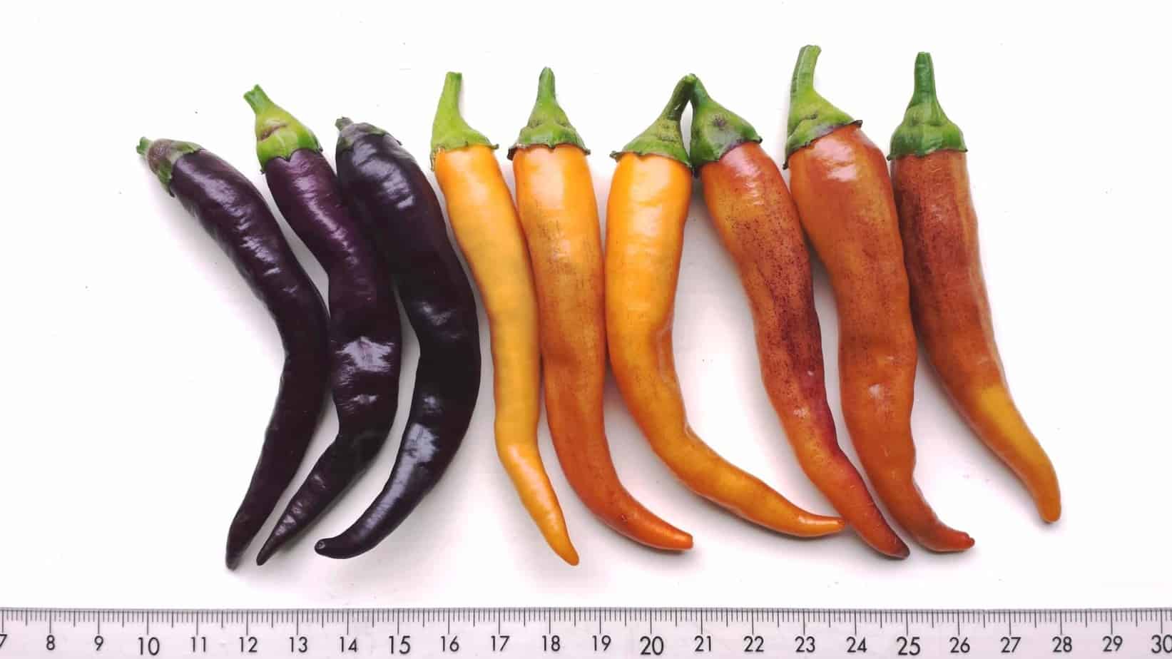 Pepers - Diana's mooie moestuin