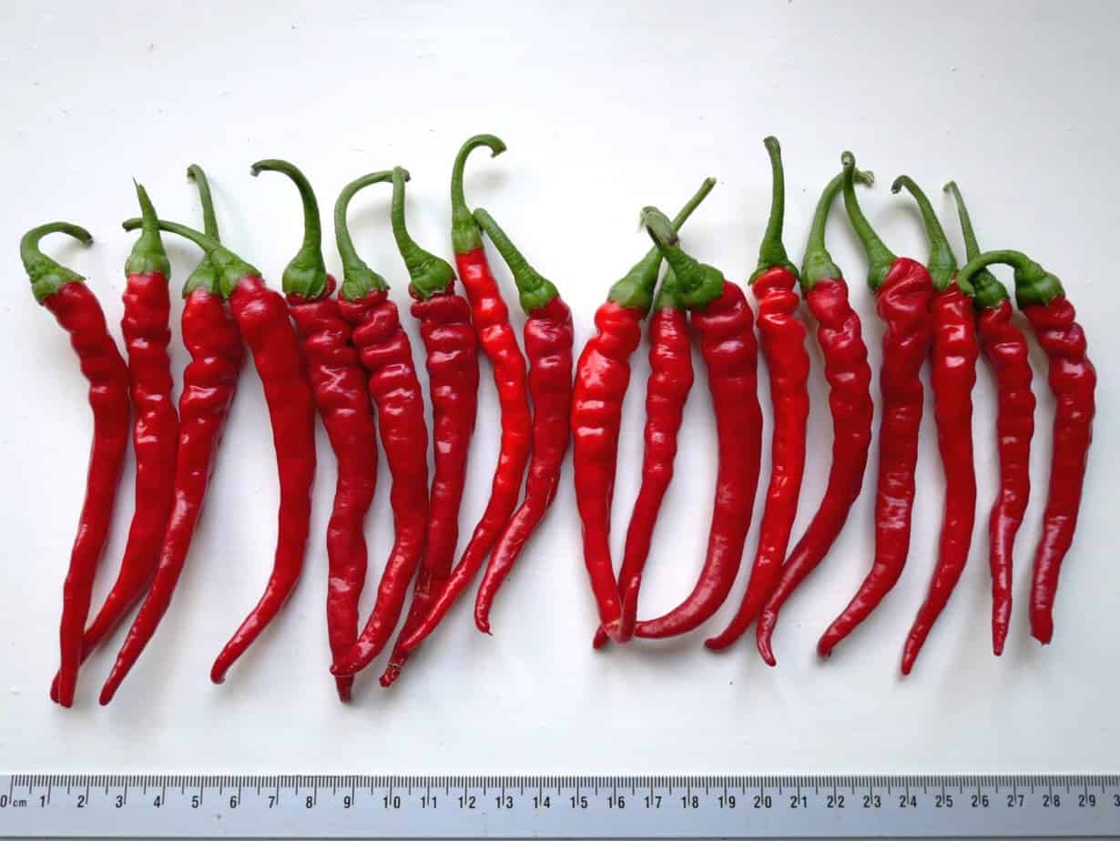 Pepers - Diana's mooie moestuin